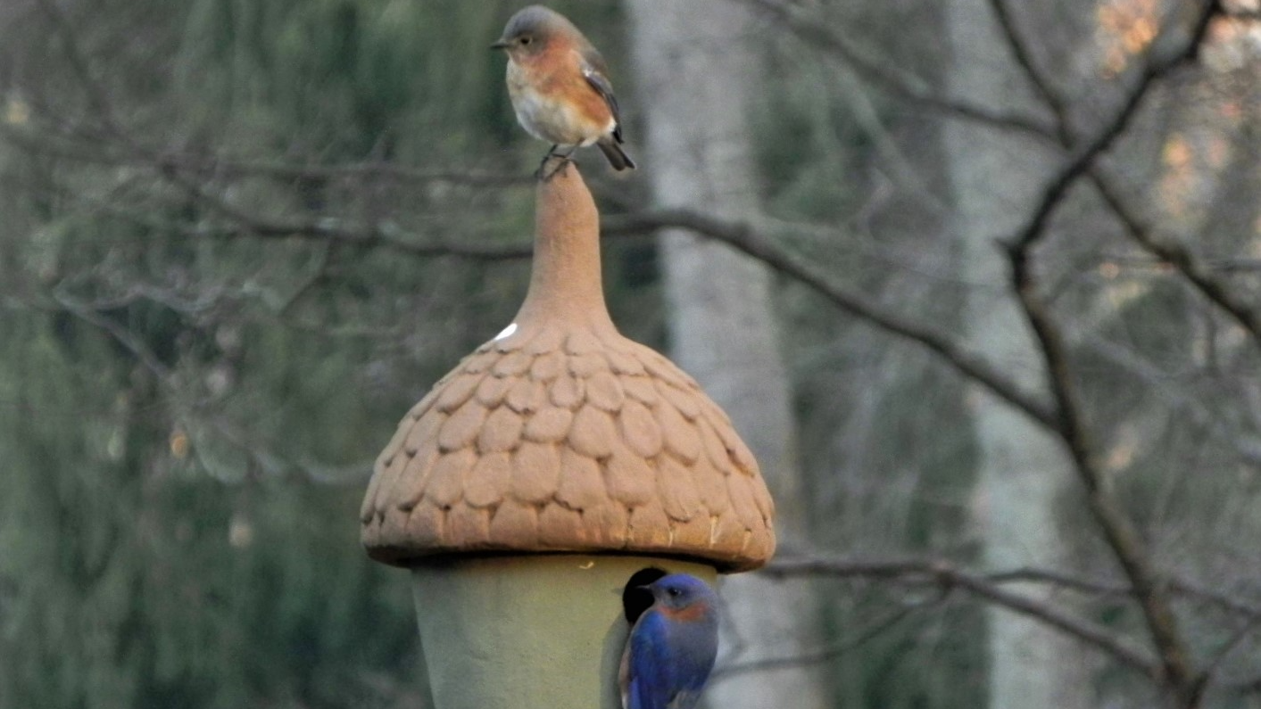 Community Profile - Community Wildlife Habitats