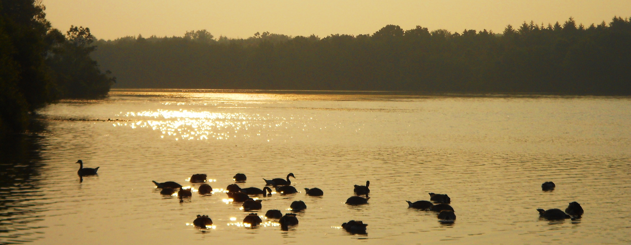 Community Profile - Community Wildlife Habitat